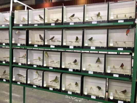 Actueel – Nederlandse Bond van Vogelliefhebbers